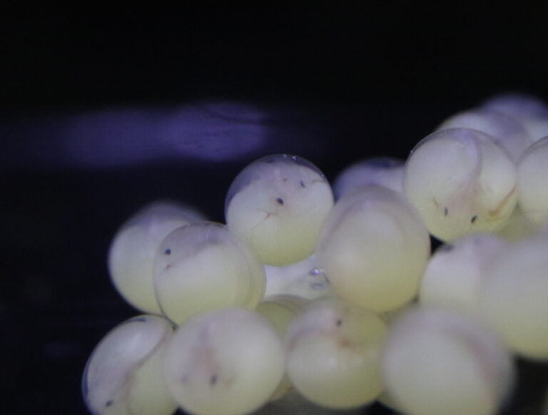 L471 ファンシースポット│気ままに行く。プレコ飼育録