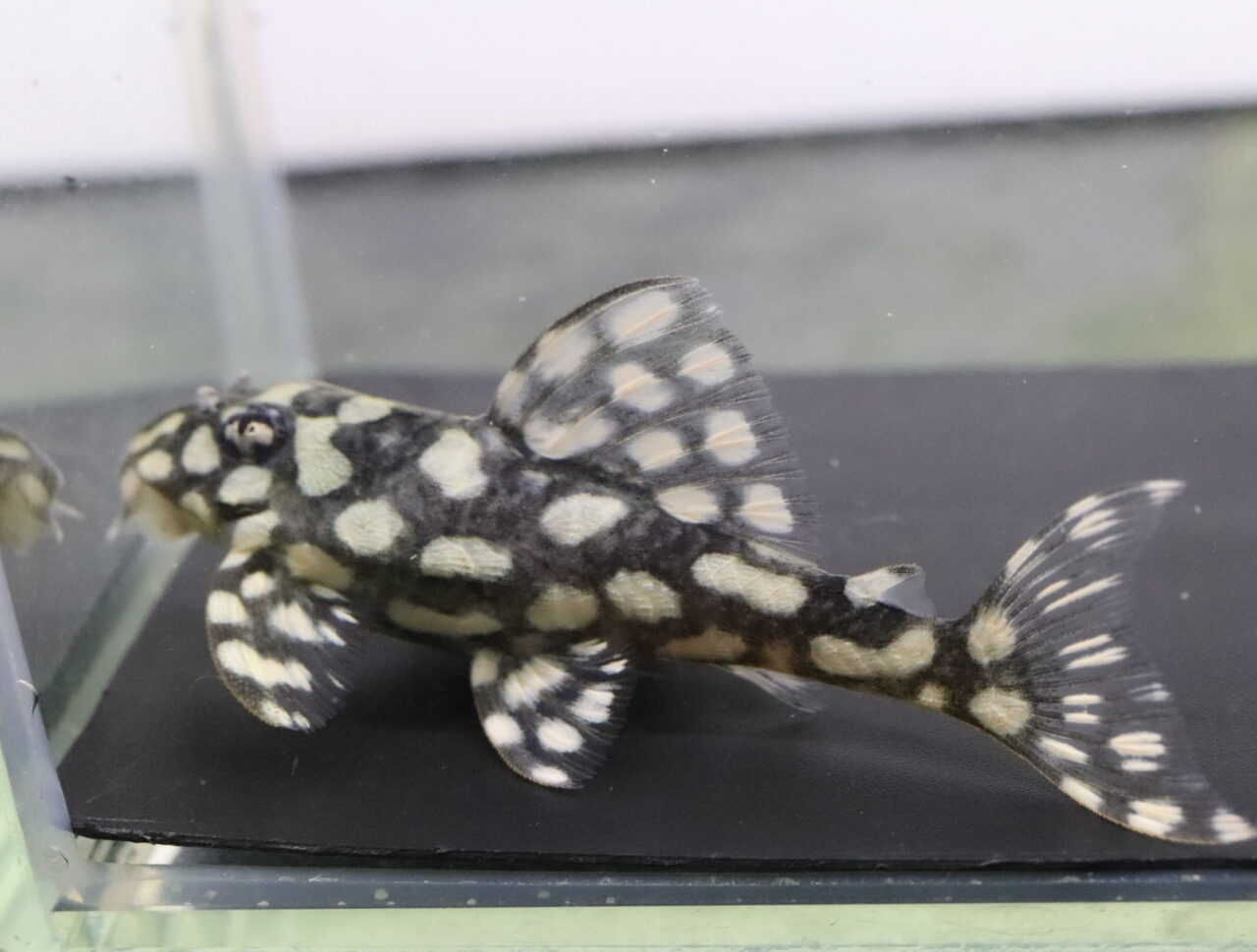 L471 ファンシースポット 生後1年半│気ままに行く。プレコ飼育録